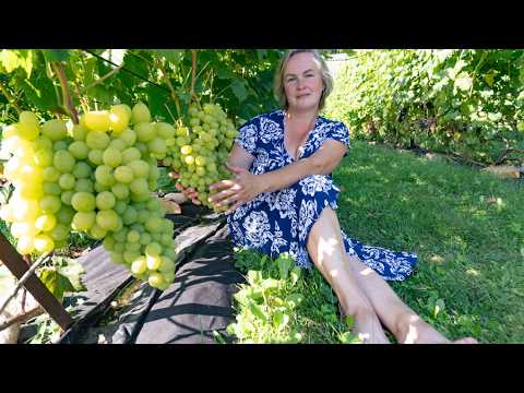 Обзор винограда на 10 сентября. Столовые сорта