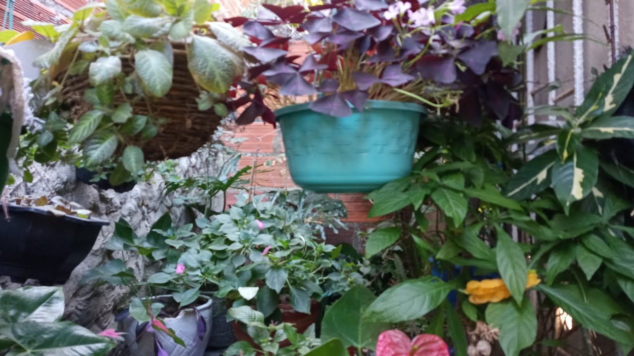 2 paseito en mis plantas de interior ️ ️aquí en este pequeño paraíso da ...