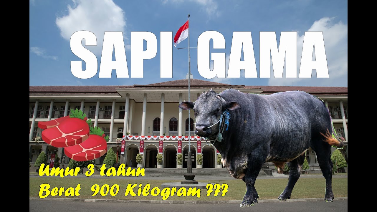Sapi Gagah dan Macho dari Kampus UGM - YouTube