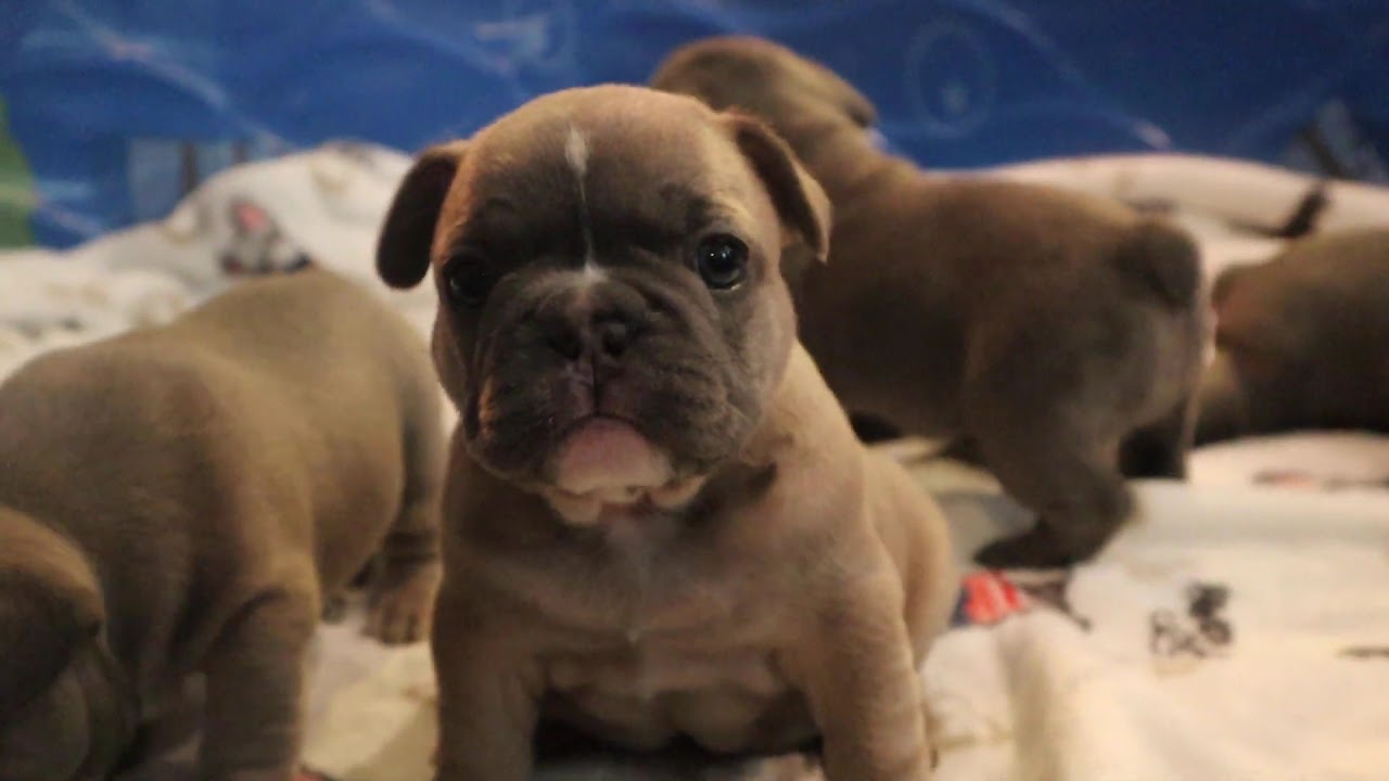 Norcal French bulldog puppies - YouTube