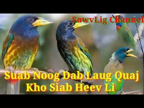 Suab Noog Dab Laug Quaj Kho Siab Heev - YouTube