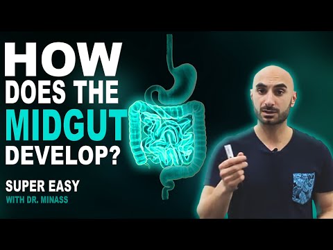 Embryology of the GIT II - Midgut (Easy to Understand)