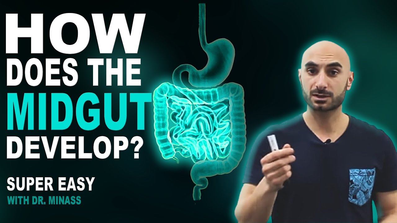 Embryology of the GIT II - Midgut (Easy to Understand) - YouTube