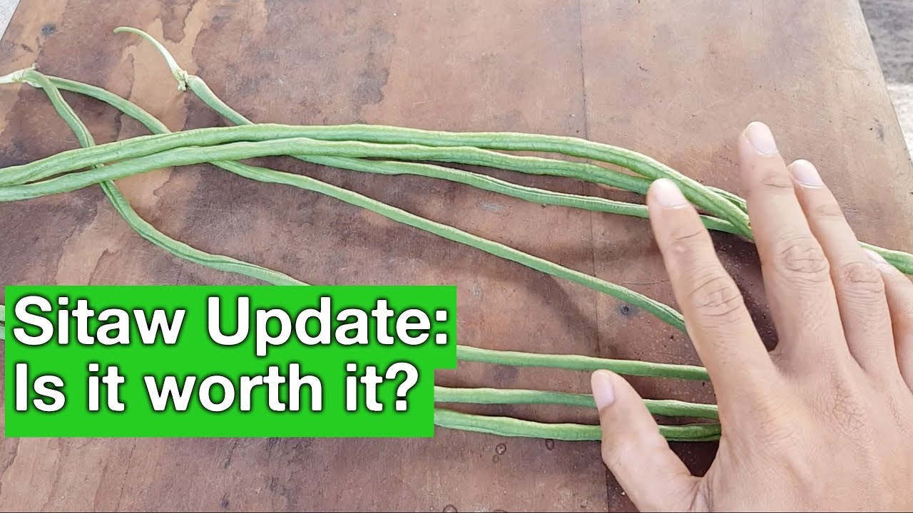 [SITAW UPDATE] Paano magtanim ng sitaw? | Real Organic - YouTube