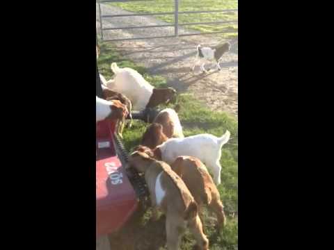 Boer Goat Show Wethers - YouTube