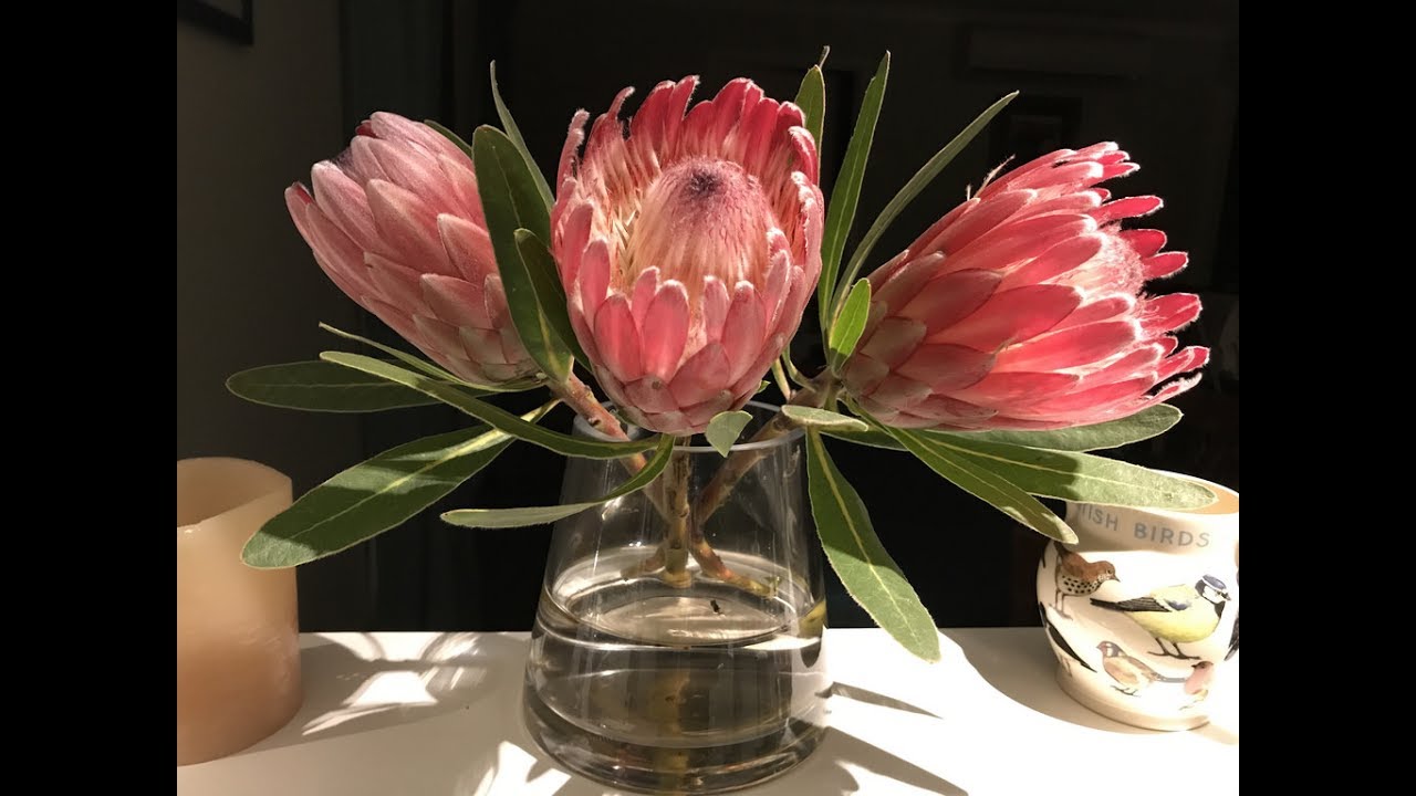 Amazing and Most Beautiful Protea Flowers Pictures - YouTube