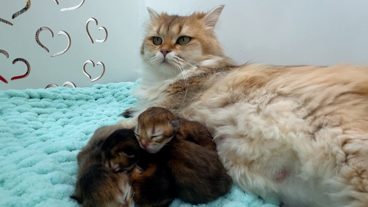 Miracle of life: Mommy cat gives birth to 4 tiny kittens! - YouTube