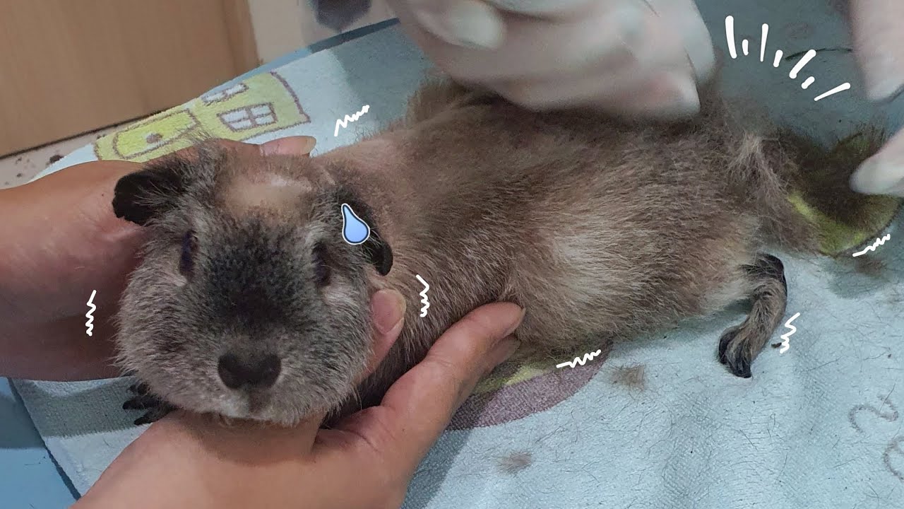 Polly has skin fungal infection - hughug a guinea pig - YouTube