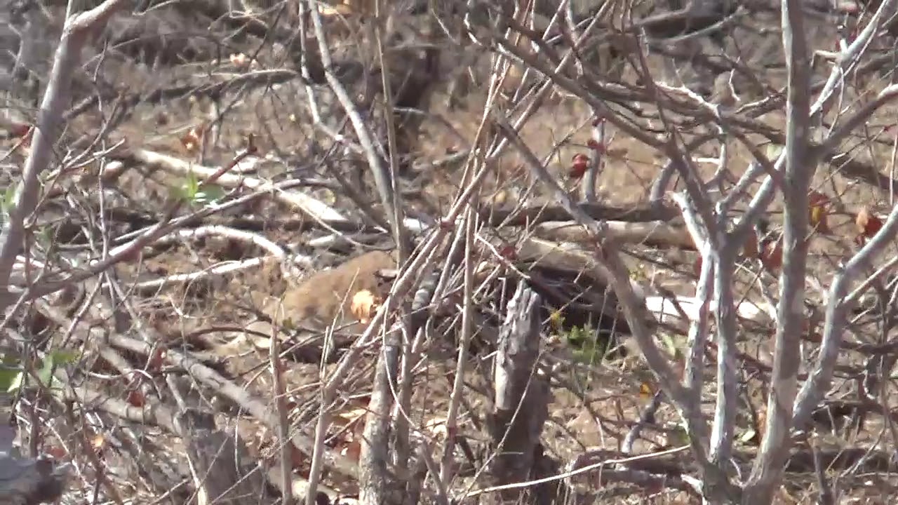 Mom and Baby Honey badgers digging 2 - YouTube