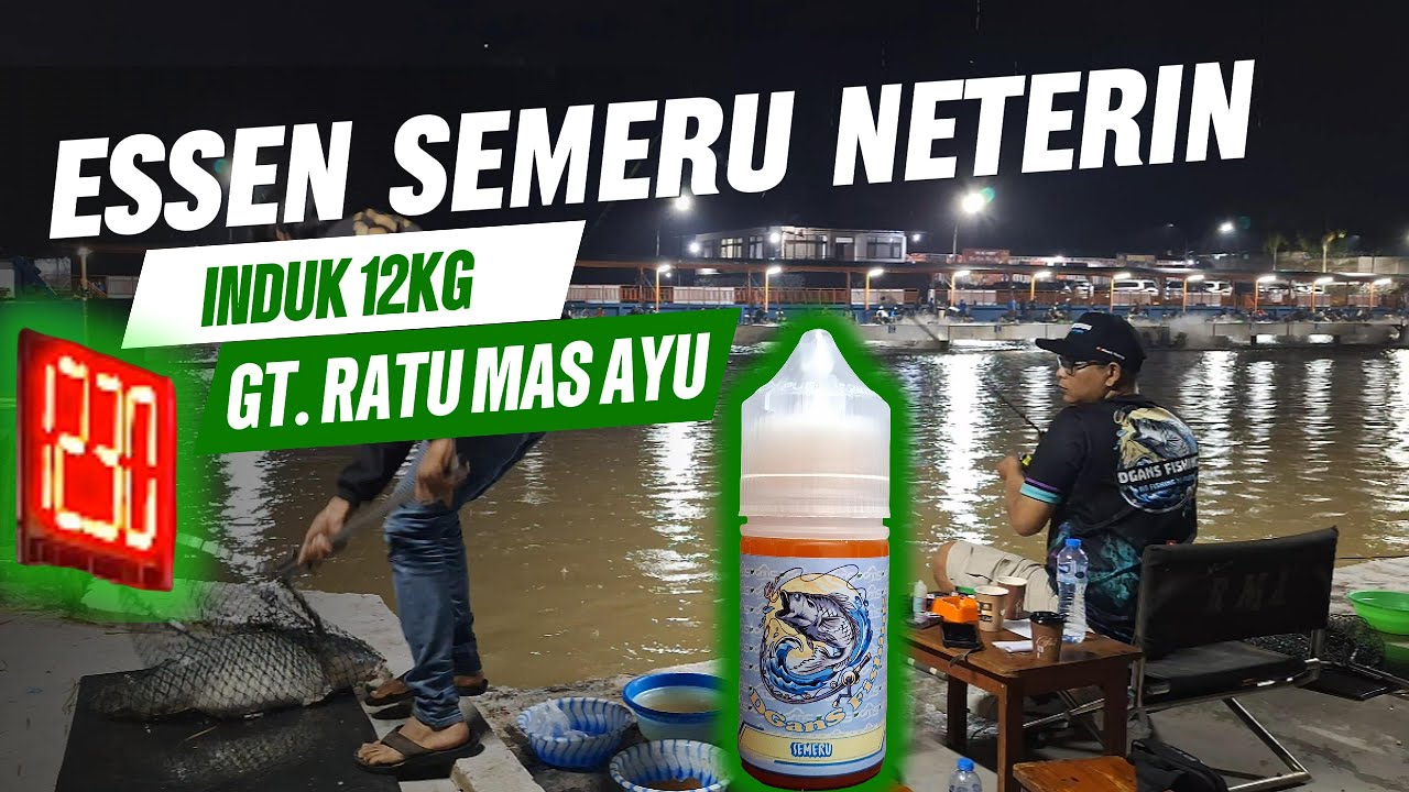 TONTON SAMPAI AKHIR, ESSEN SEMERU JOSS | PEMANCINGAN GALATAMA IKAN MAS ...