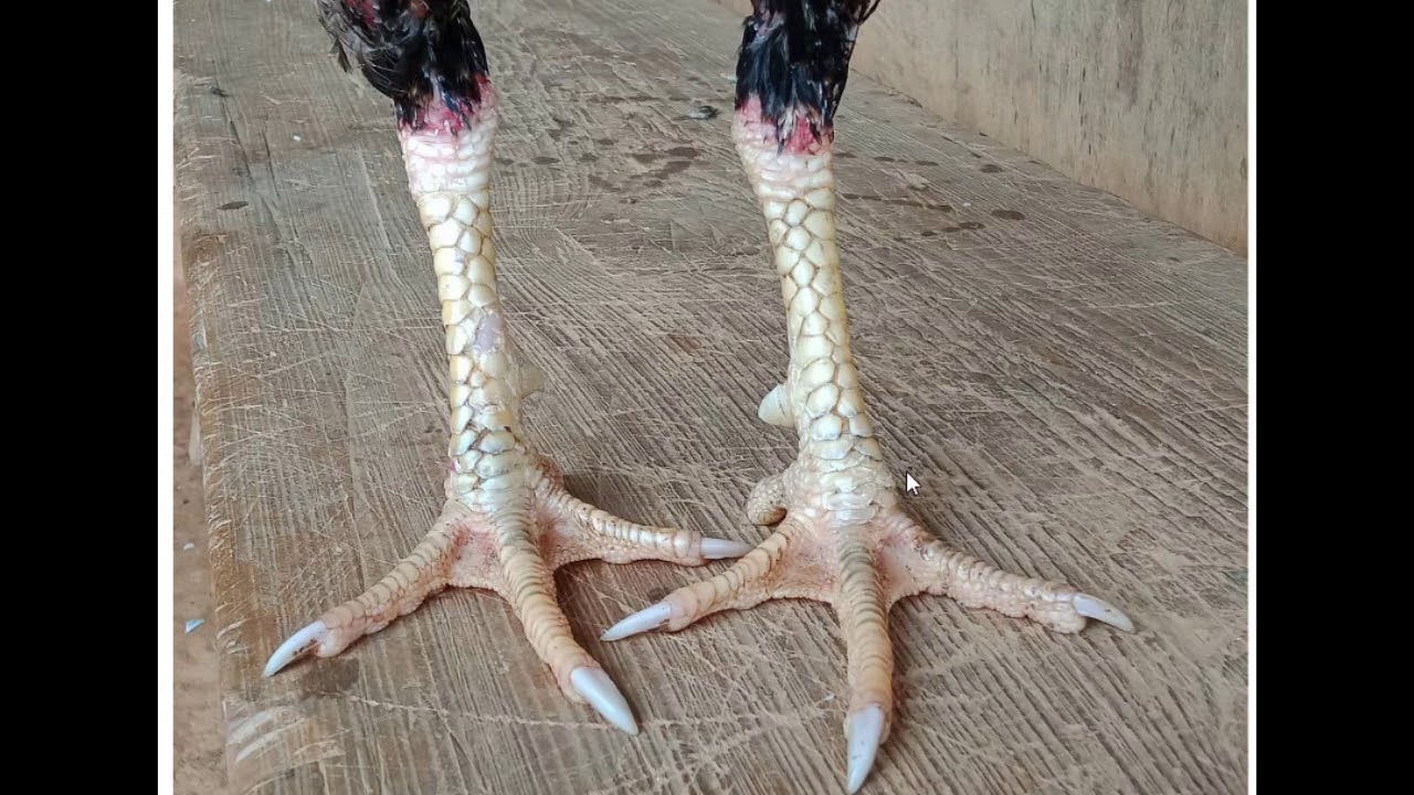 Qhia nplai taw qaib hau msg - YouTube