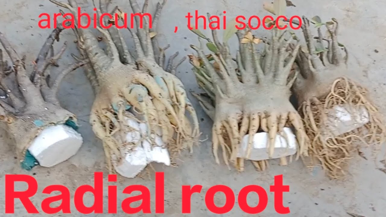 big plants radial roots part 3 - YouTube