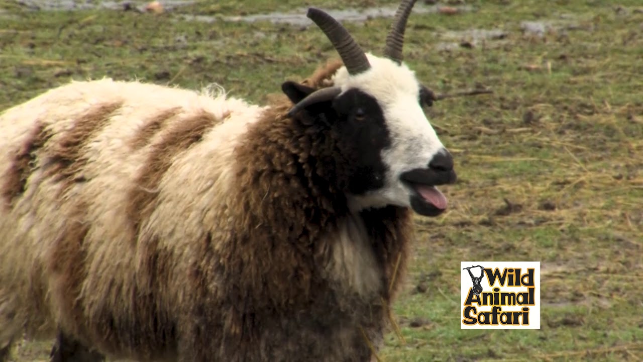 Wild Animal Wednesday: Lamb April 2020 - YouTube