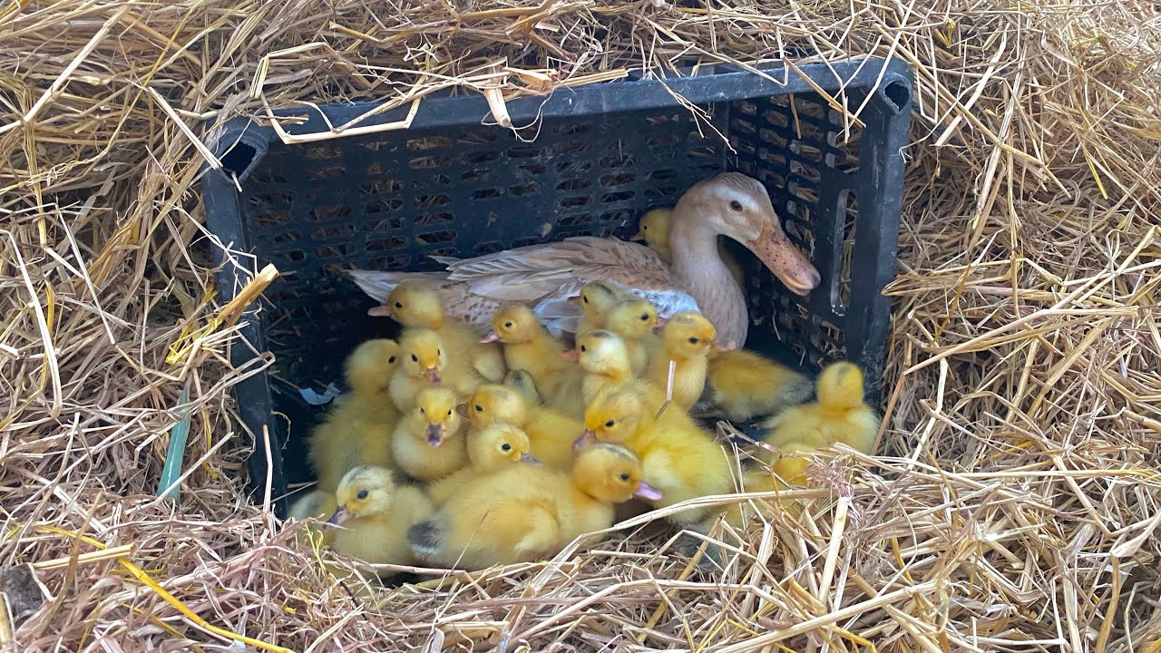Amazing Pekin 45 Yellow Duckling Hatching From Eggs _ Cute Cute ...