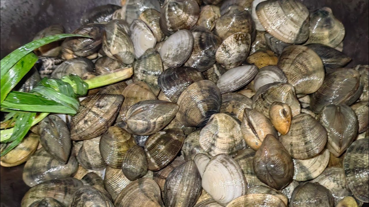 Nanguha kami ng Seashell sa probinsya!| ang sarap sabawan with TANGLAD😊 ...