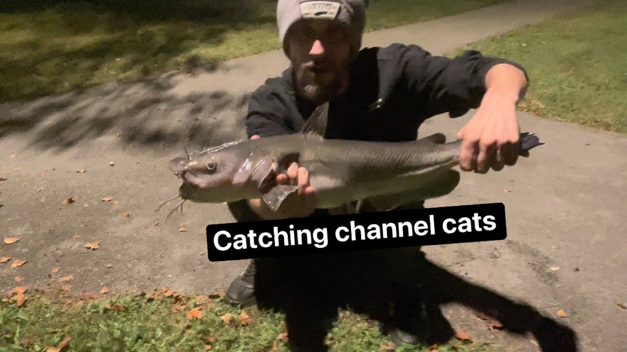 Channel catfishing | night time fishing | catfish - YouTube