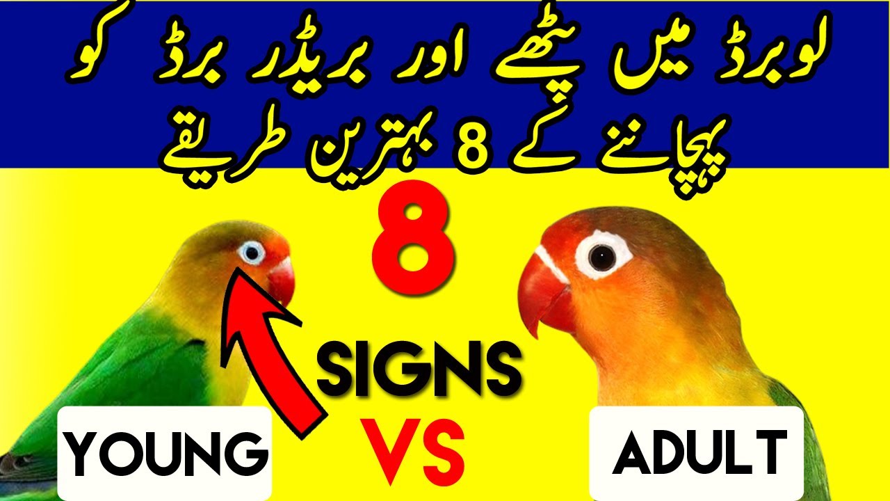 How to check Age of Love Birds | Love Birds Age Confirmation | Age of ...