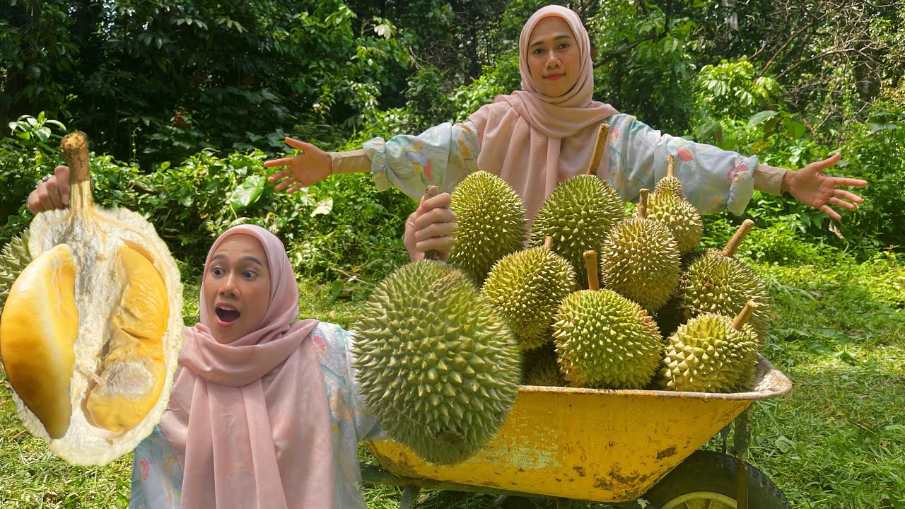 KUTIP DURIAN BATU KURAU| Harvest Durian ,The world’s smelliest fruit ...