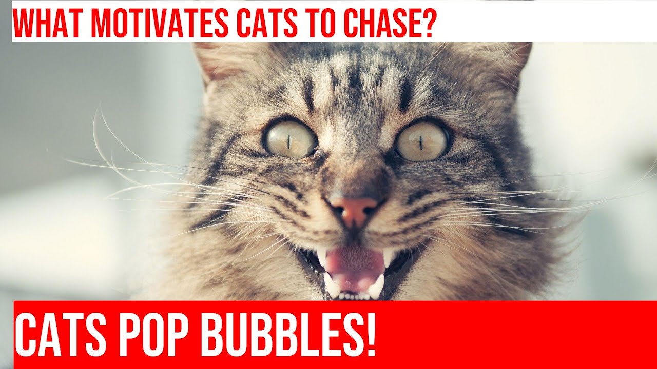 Cats Go Wild for Bubblegum Bubbles: Watch the Chewy Marvels! - YouTube