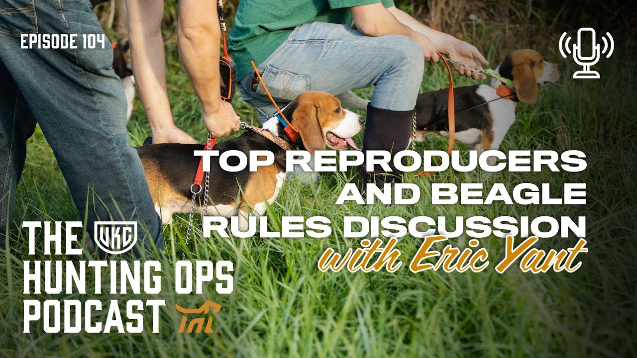 UKC Hunting Ops Podcast Ep. 104 - Beagle Top Producers and Rule Talk ...