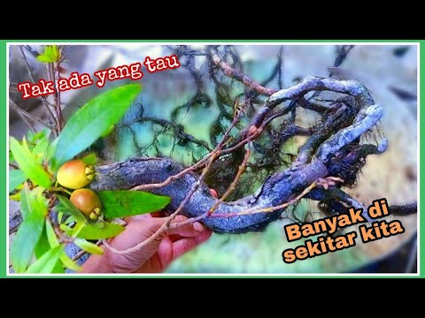 Nggak ada yang tau !!! bonsai buah jenis baru ini banyak di sekitar kita