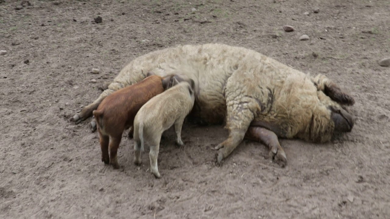ARCHE Warder - der etwas andere Tierpark - YouTube