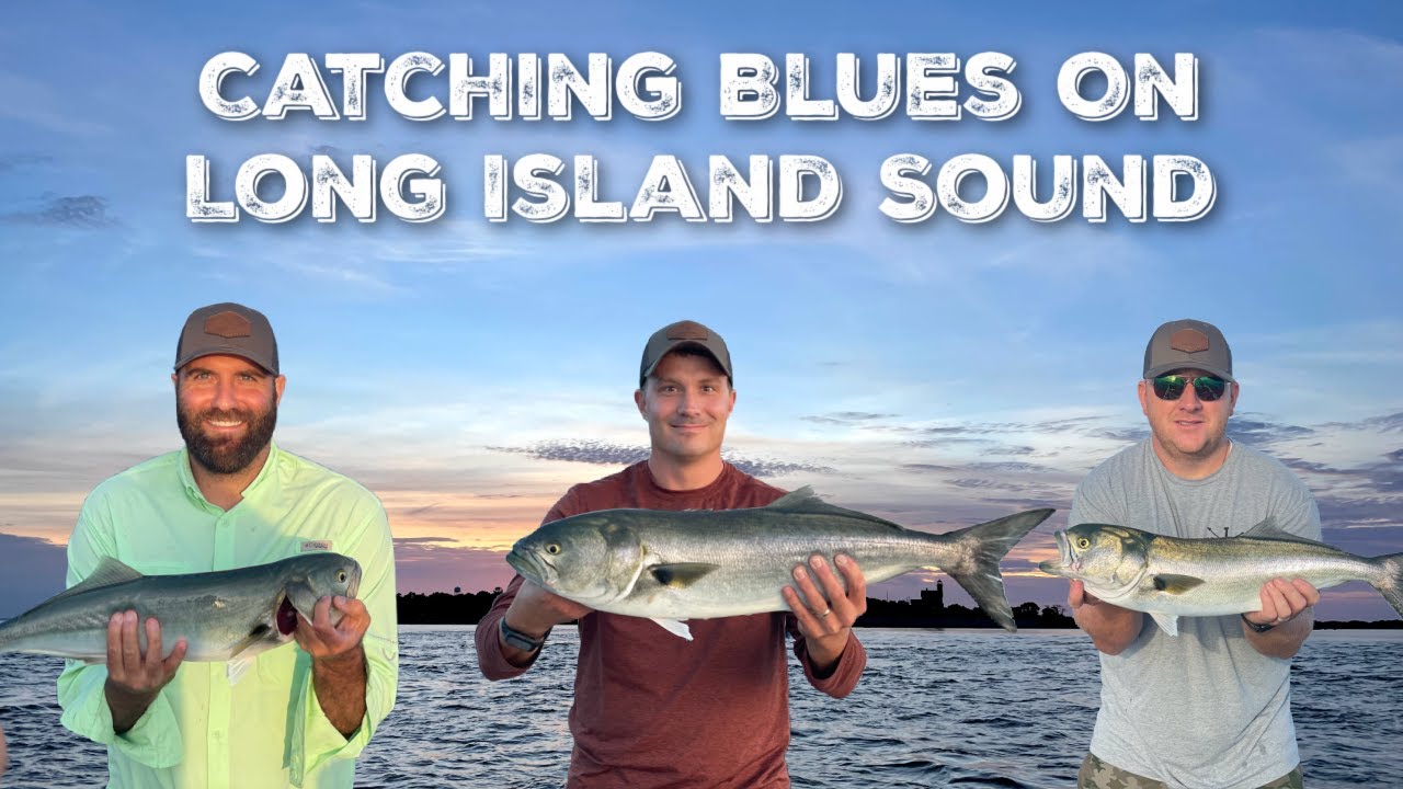 Fish In Season Long Island at Gemma Nock blog