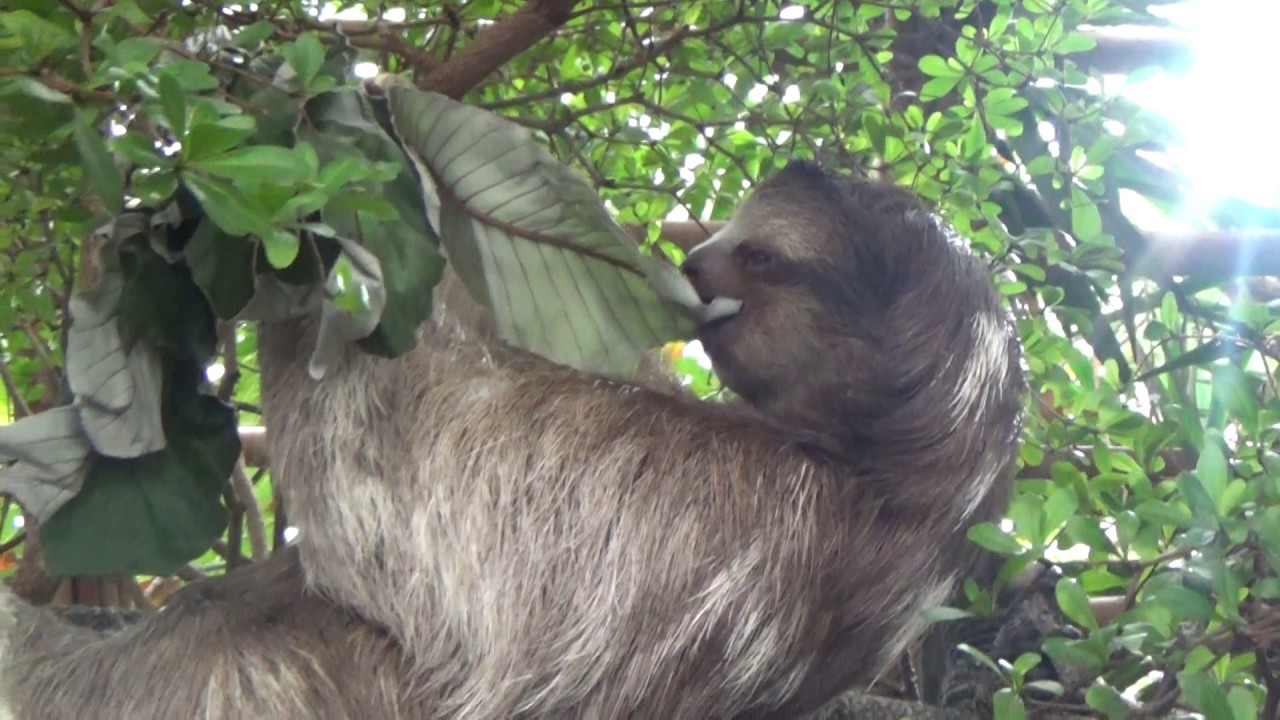 Sloth's eating leaves - YouTube