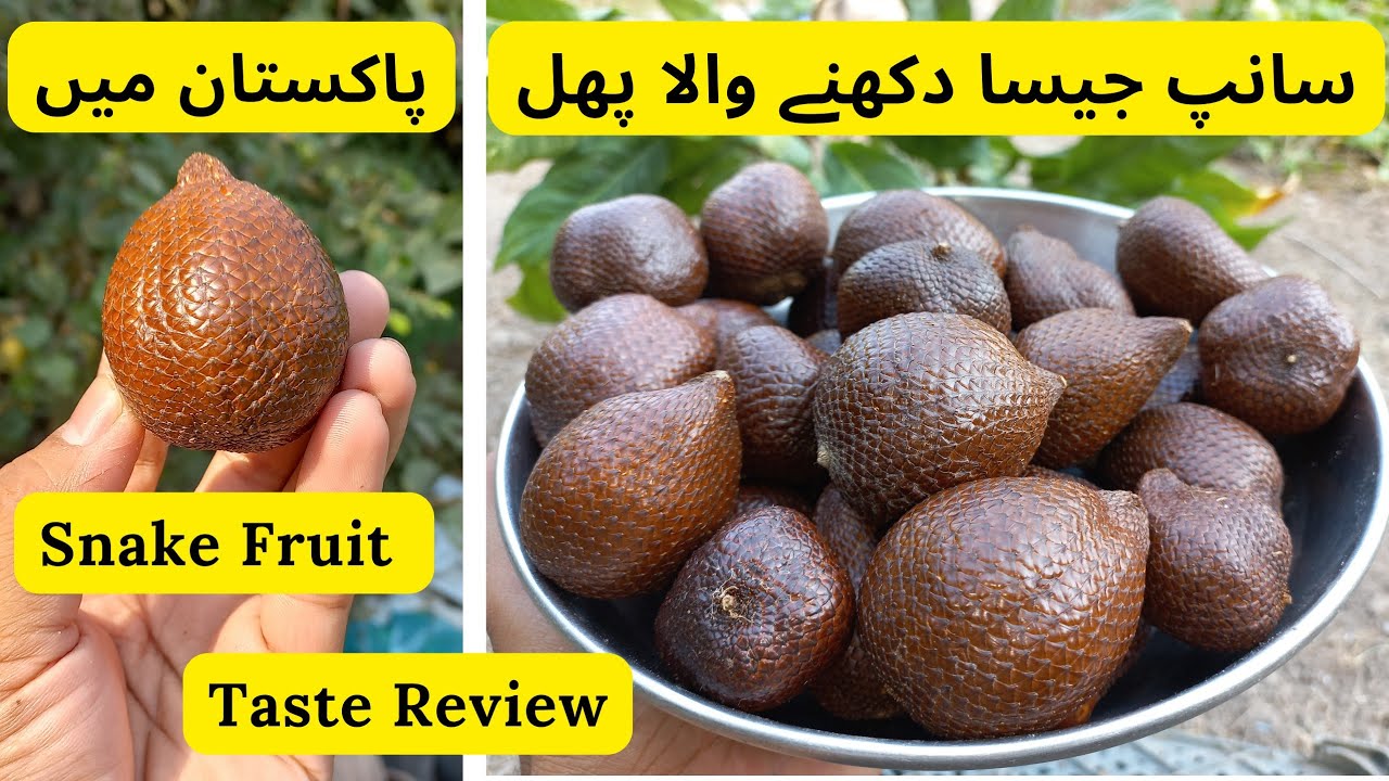 Snake Fruit In Pakistan | Taste Review | Salak Fruit | Rare Garden ...