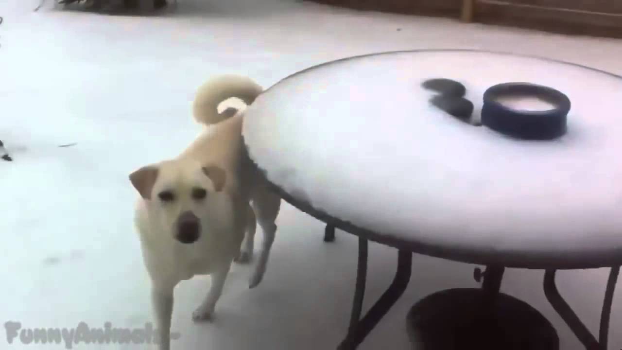 Funny Animals Slipping on Ice Compilation 2015 - YouTube