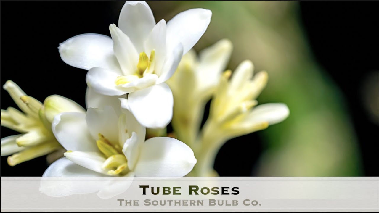 Tube Roses - YouTube