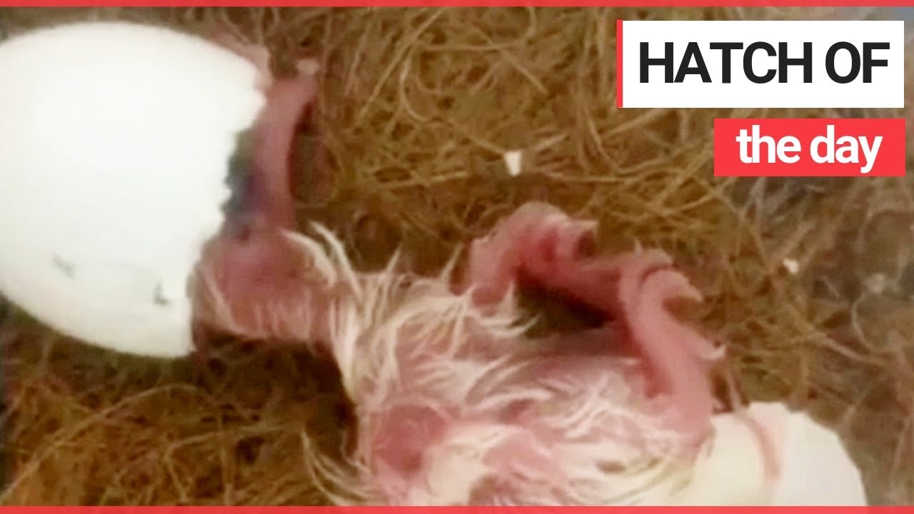 Rare Mauritius Pink Pigeon Chick Hatches! | SWNS TV - YouTube