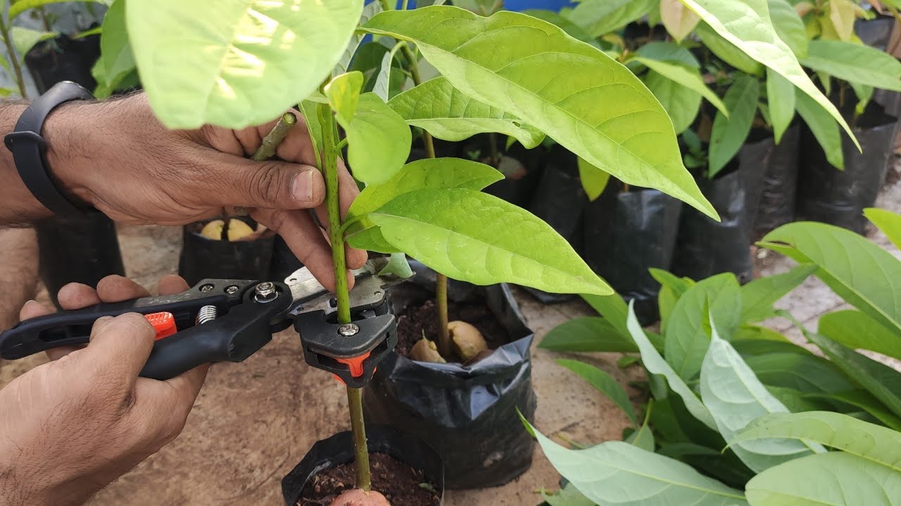 𝐀𝐯𝐨𝐜𝐚𝐝𝐨 𝐆𝐫𝐚𝐟𝐭𝐢𝐧𝐠 𝐌𝐞𝐭𝐡𝐨𝐝 𝐁𝐲 𝐔𝐬𝐢𝐧𝐠 𝐚 𝐓𝐨𝐨𝐥 𝐕𝐥𝐨𝐠 #𝟑𝟓 - YouTube