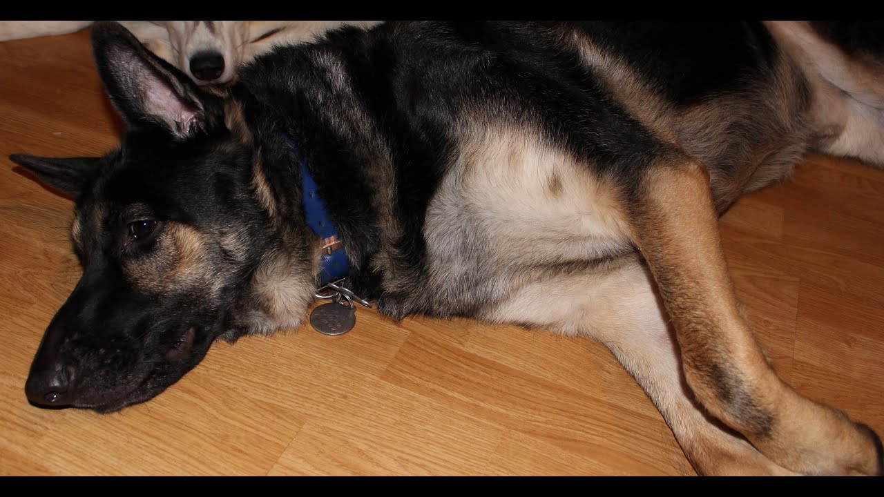 German Shepherd Has A Very Hard Life - YouTube