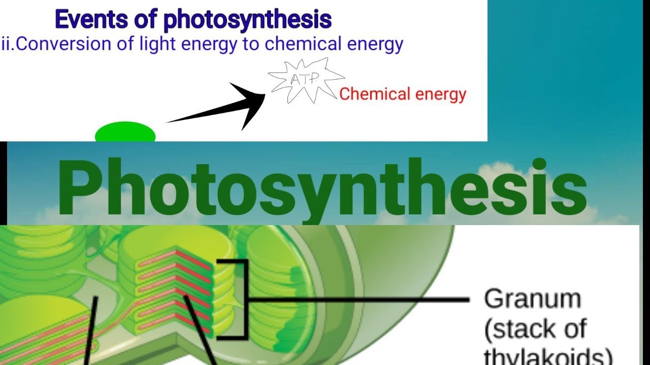 photosynthesis I photosynthesis 10th class I photosynthesis process I ...