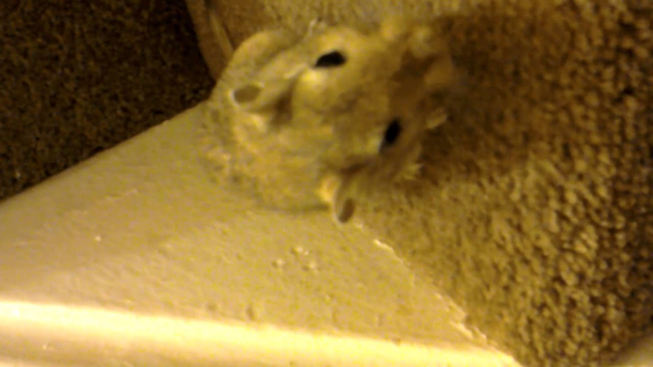 Mad Gerbils - YouTube