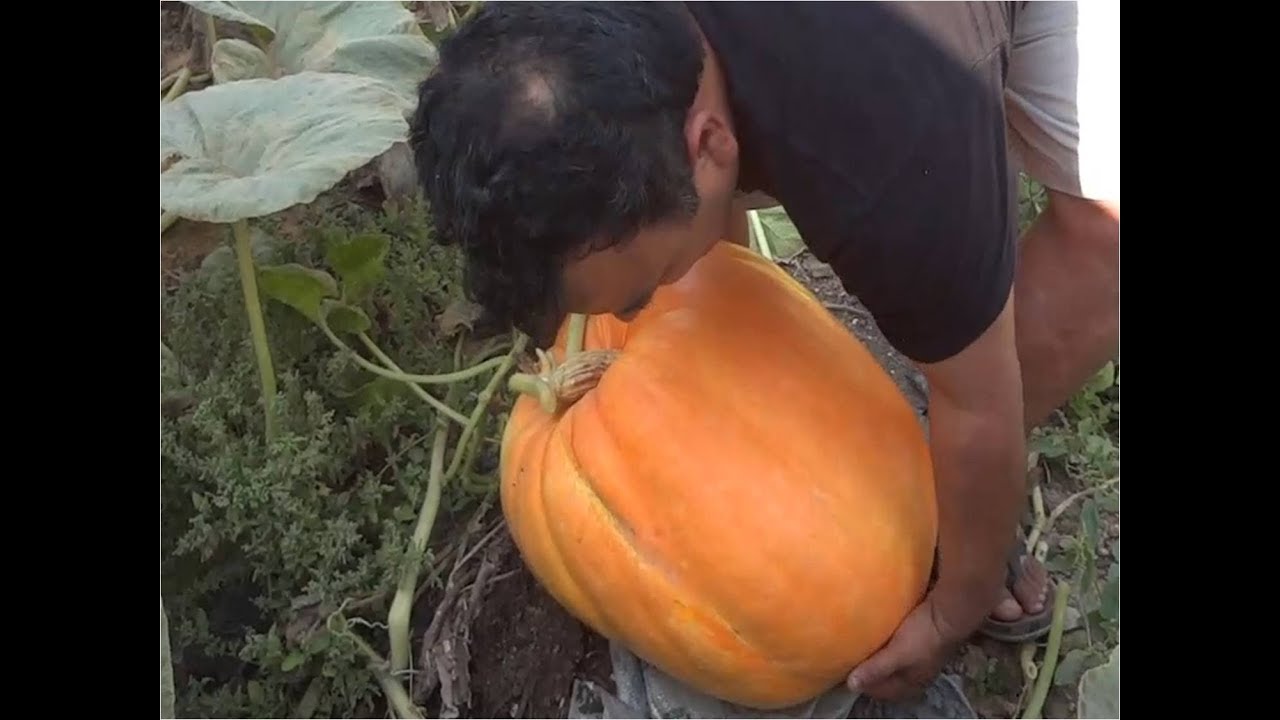 CALABAZA BIG MOON PESO 68 KILOS ESTE AÑO CULTIVAMOS UNA CALABAZA ENORME ...