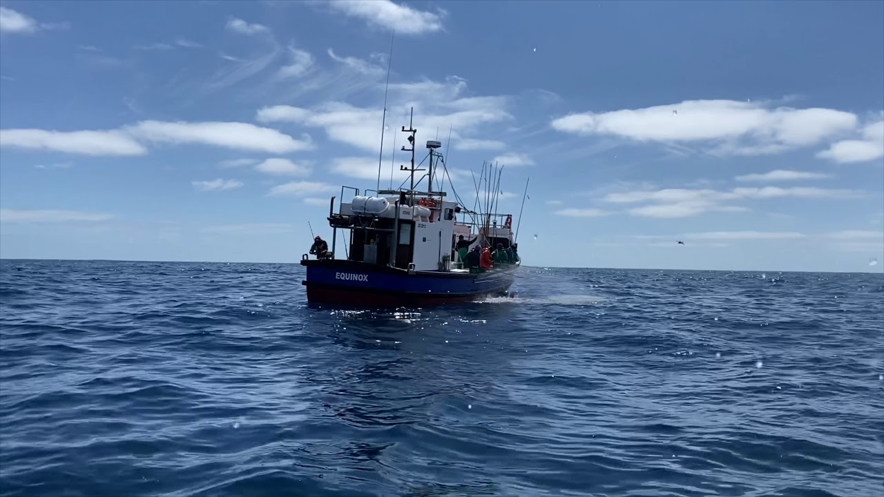 Catching Yellowfin Tuna using Poling - YouTube