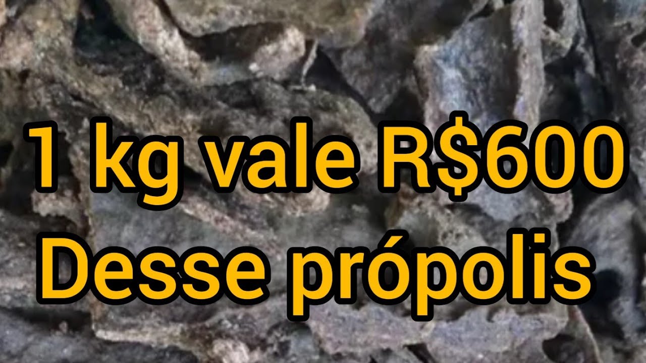 💢 COLETANDO PRÓPOLIS DAS ABELHAS - YouTube