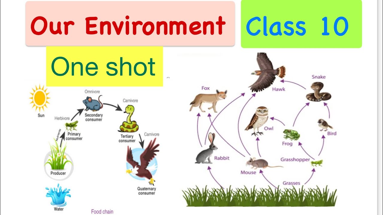 Our Environment/Biology/Class 10 - YouTube