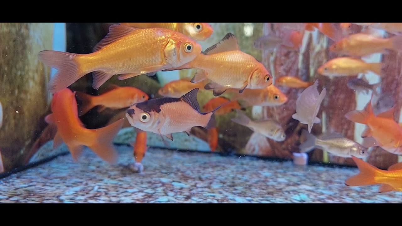 The Hitler Fish at Petco!! - YouTube