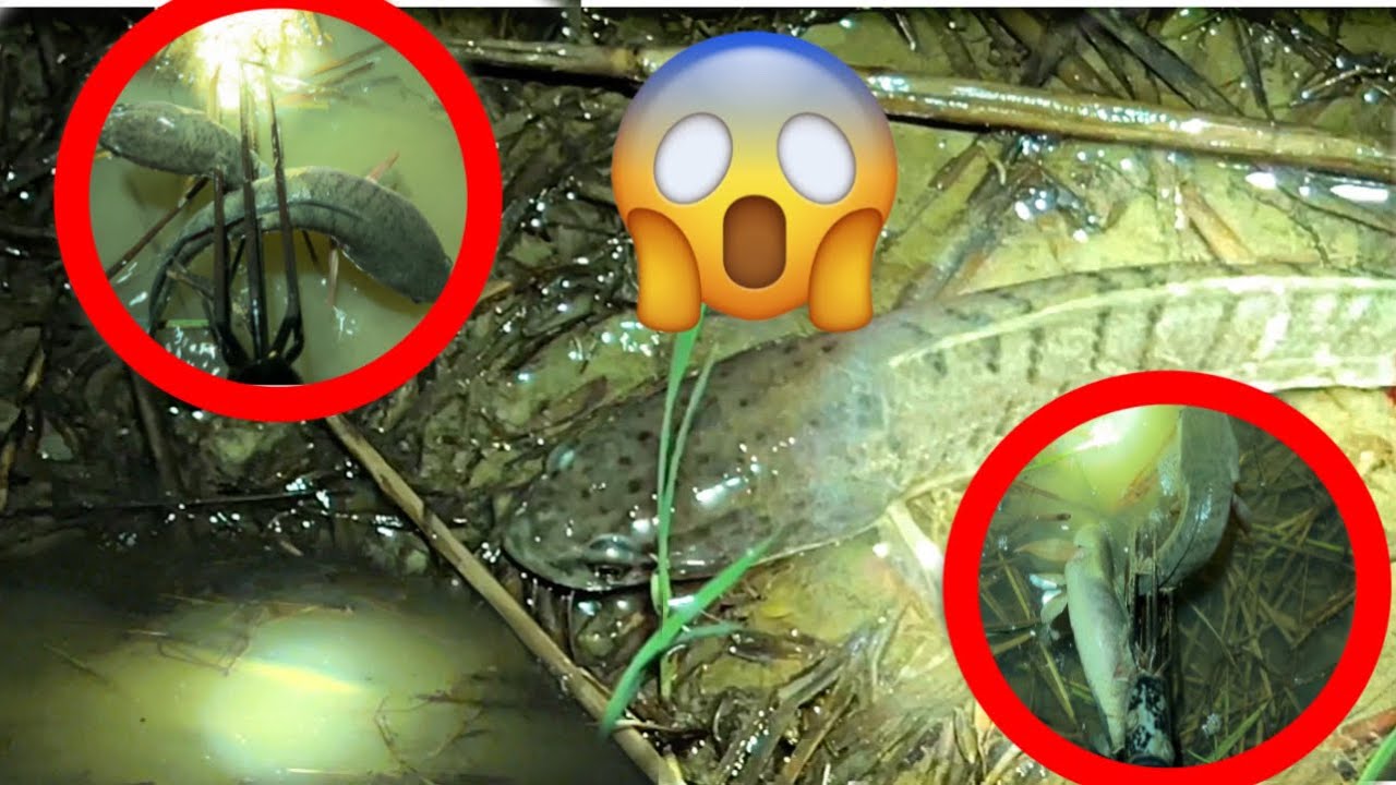 Wow Best fishing Two fish at a time - YouTube