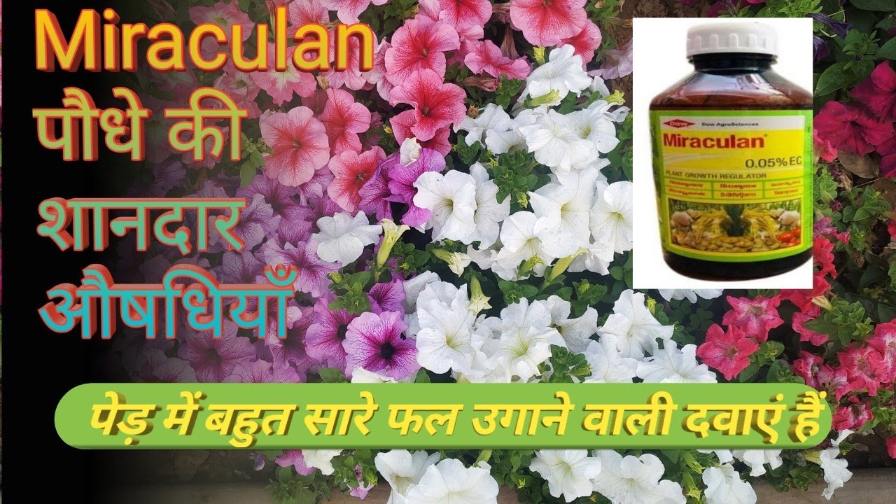how to use miraculan plant growth regulator ! miraculan fertilizer ...