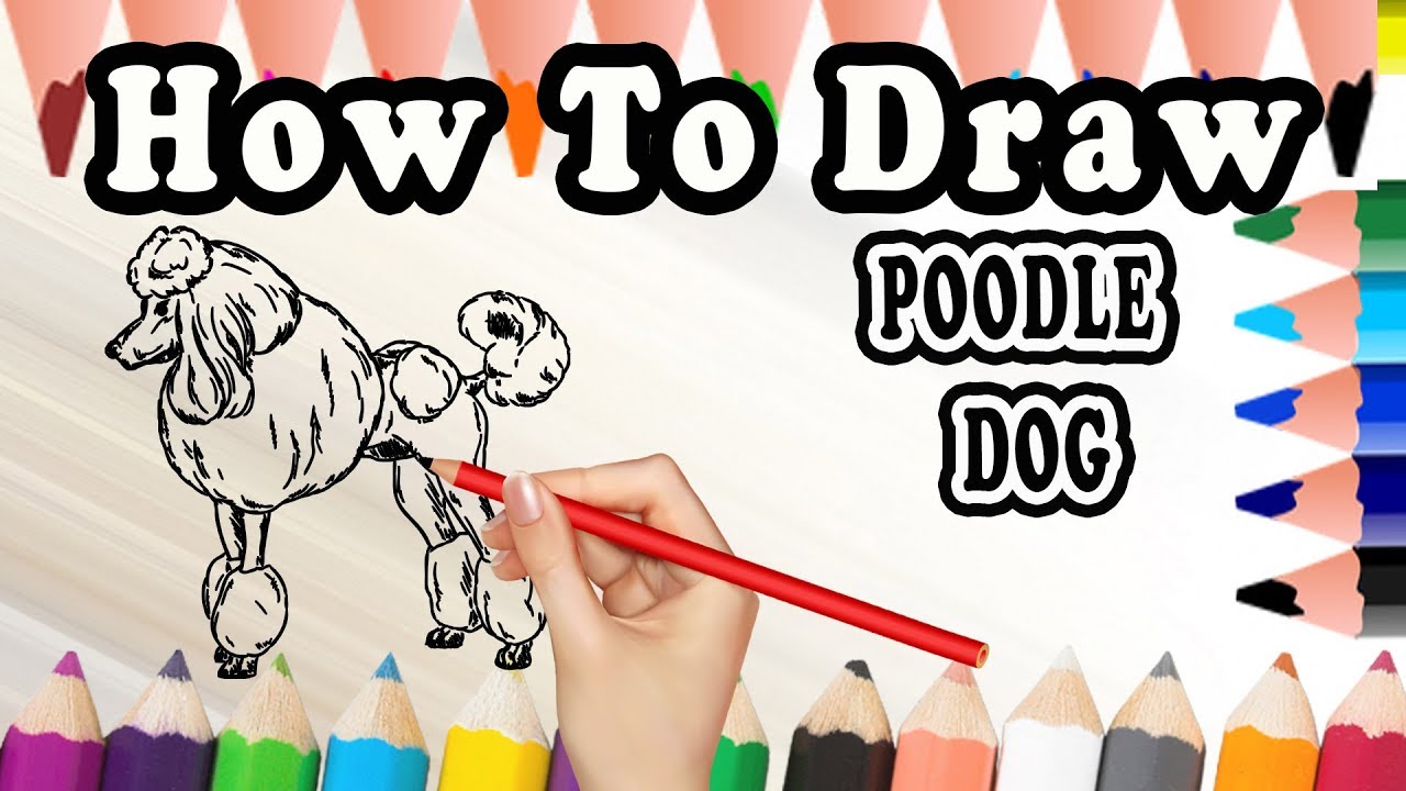 How To Draw A Poodle DOG | Drawing step by step Poodle Dog | Draw Easy ...