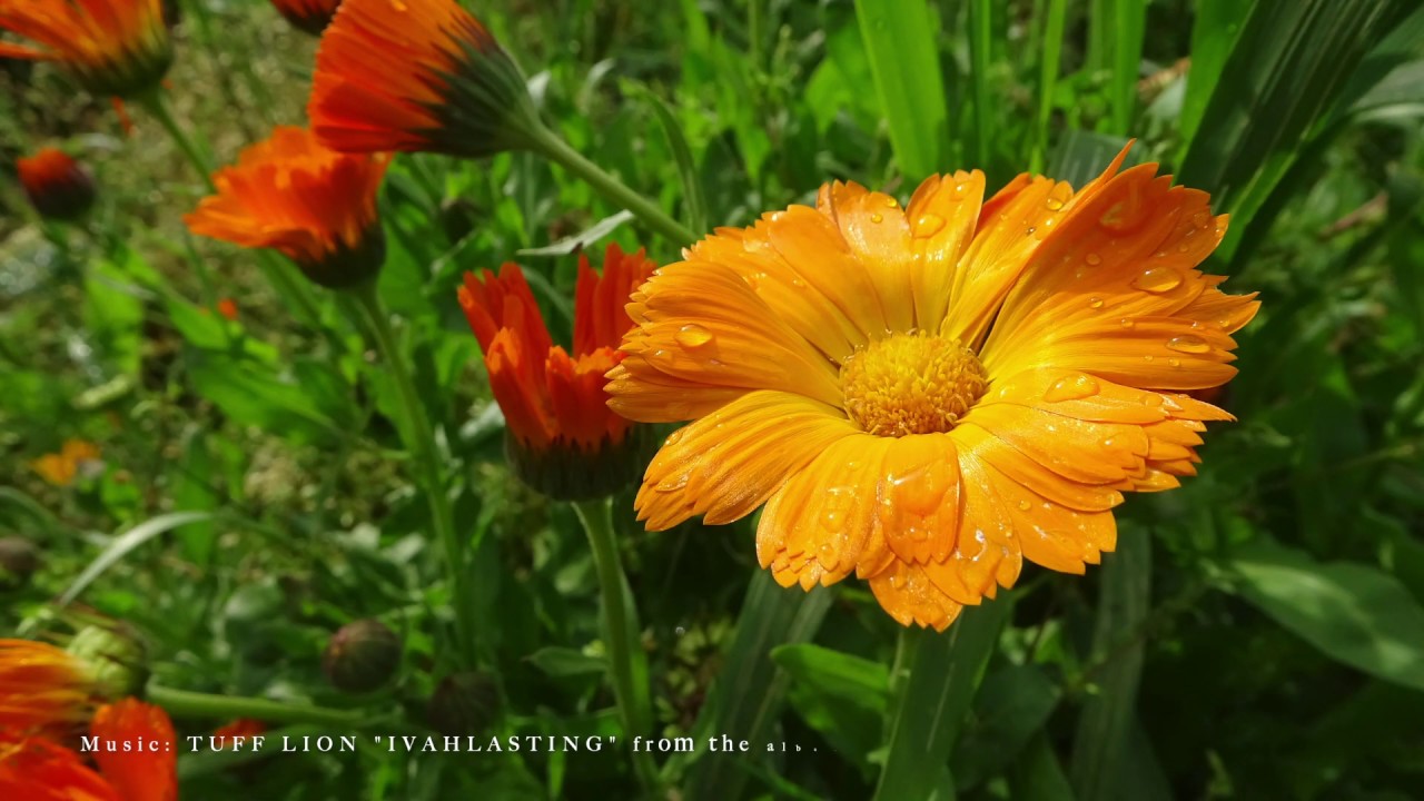 Wild Everlasting Farm on the River / Spring 2020 - YouTube