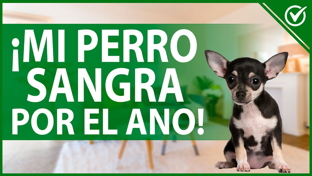 💉 ¿Por qué mi PERRO SANGRA por el ANO? - Hemorragias anales en perros 💉 ...