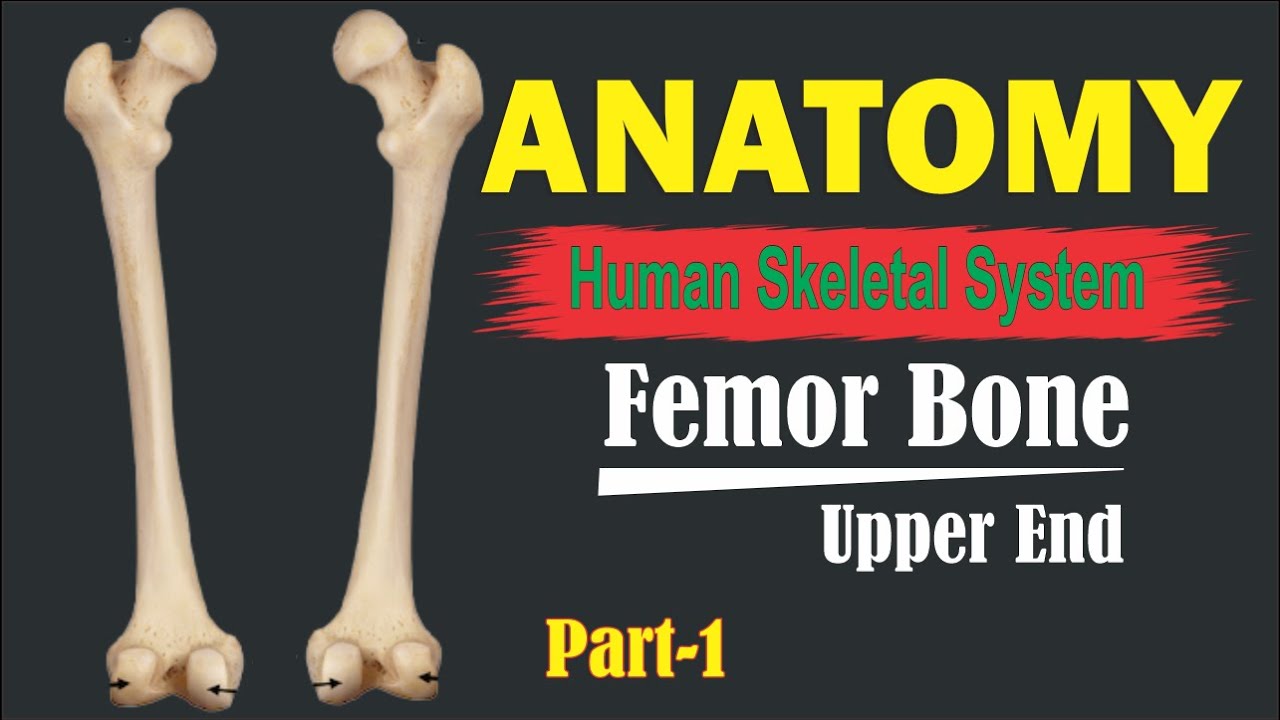 Skeletal System | Bones of Lower Limbs | Femur Bone | Anatomy of Femur ...