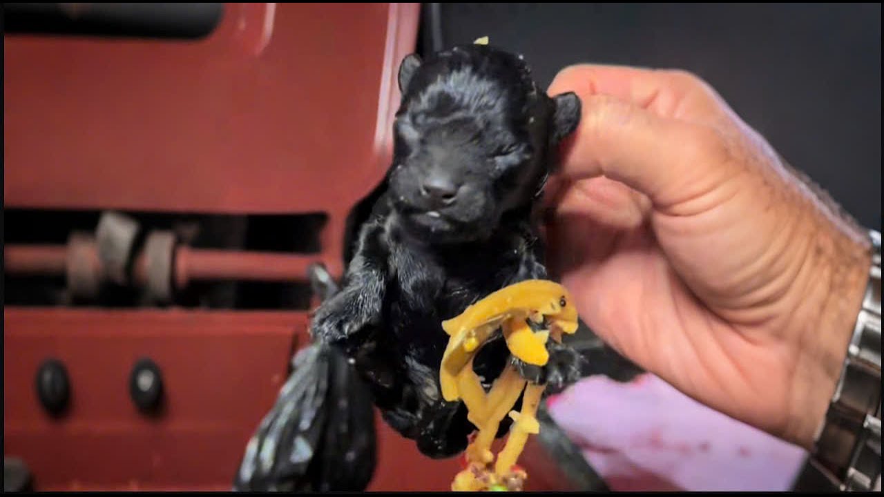 Rescuing a newborn puppy struggling to survive in a trash can, crying ...