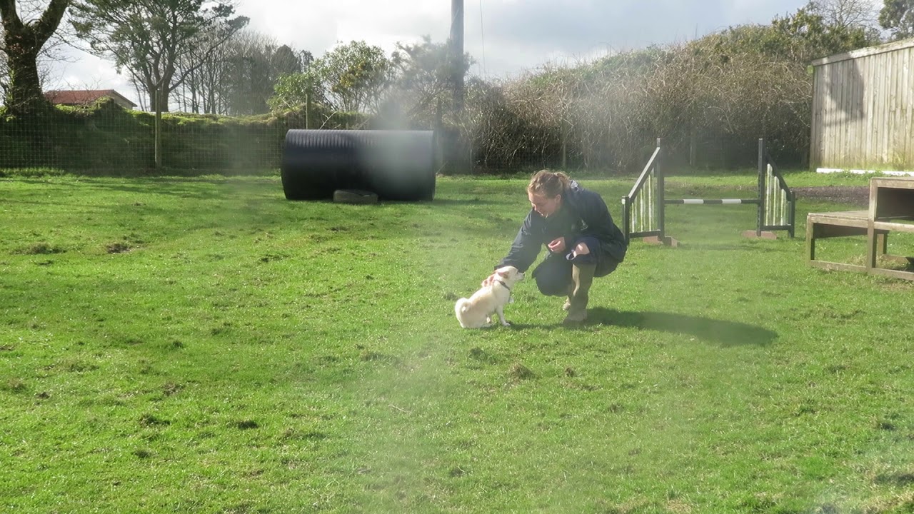 lily training - YouTube