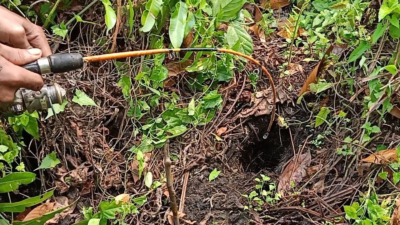 MEMANCING IKAN LELE LEMBAT DI LUBANG RAWA PAKIS - YouTube